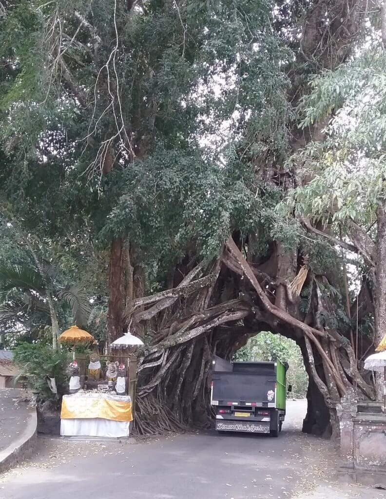 The Mystical Tree of Bunut Bolong - Latest News Bali
